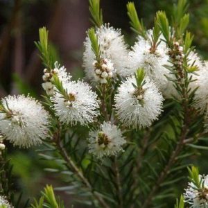 Tea Tree d'Australie Bio - La Fée Spagyria