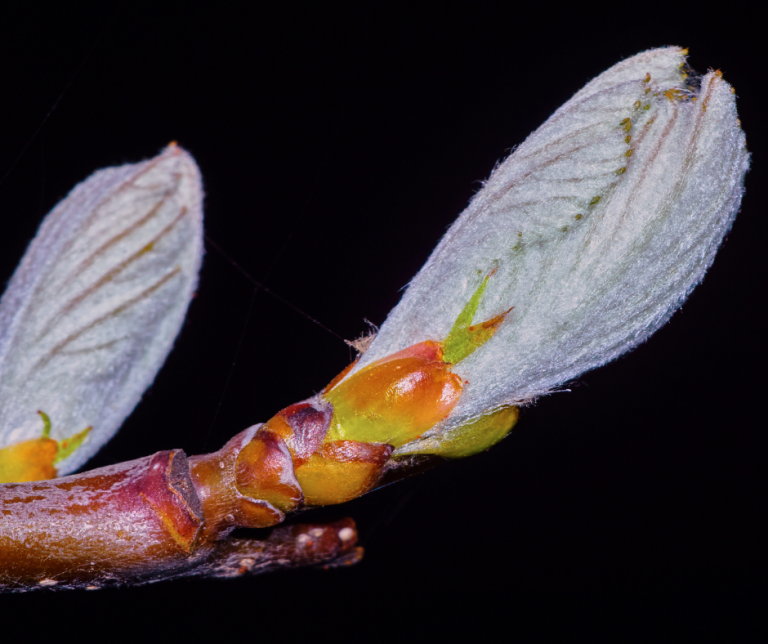 Sorbier Bourgeons Bio - La fée Spagyria